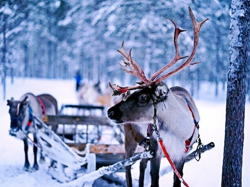 Where to See Live Reindeer in America During the Holidays
