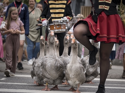 Goose Parades: A Fascinating Tradition in Europe